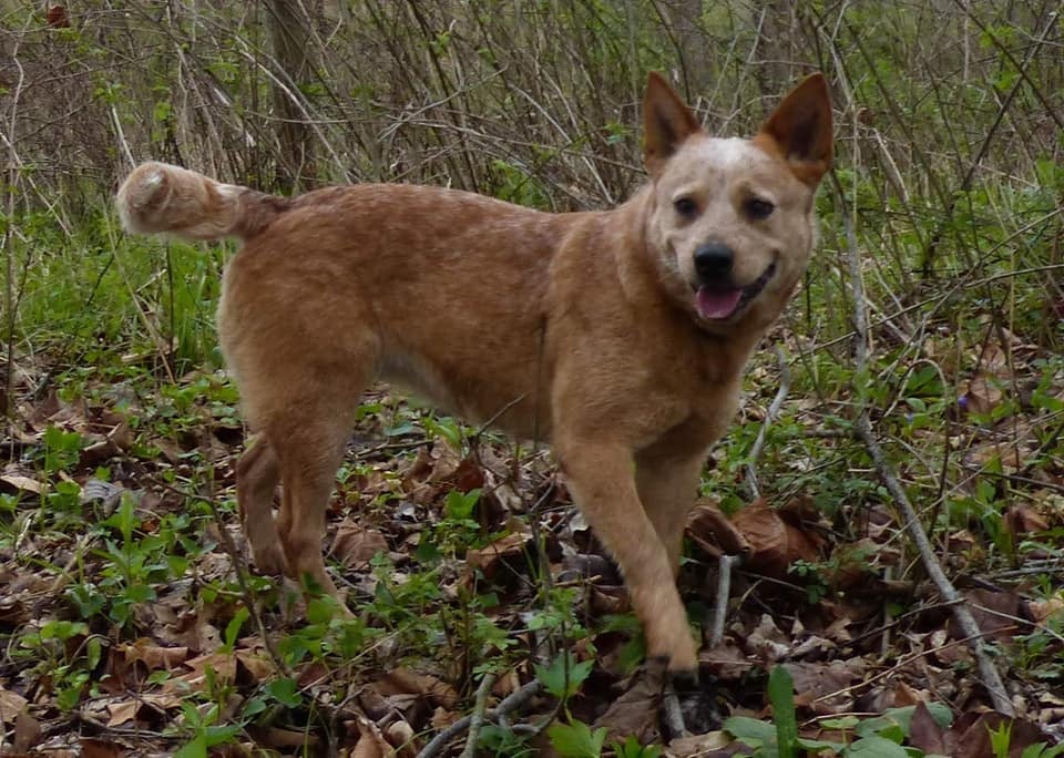 Cordell (AE’s Law of the South) x Fiddle (Clarjos Twisted Golden Fiddle ...