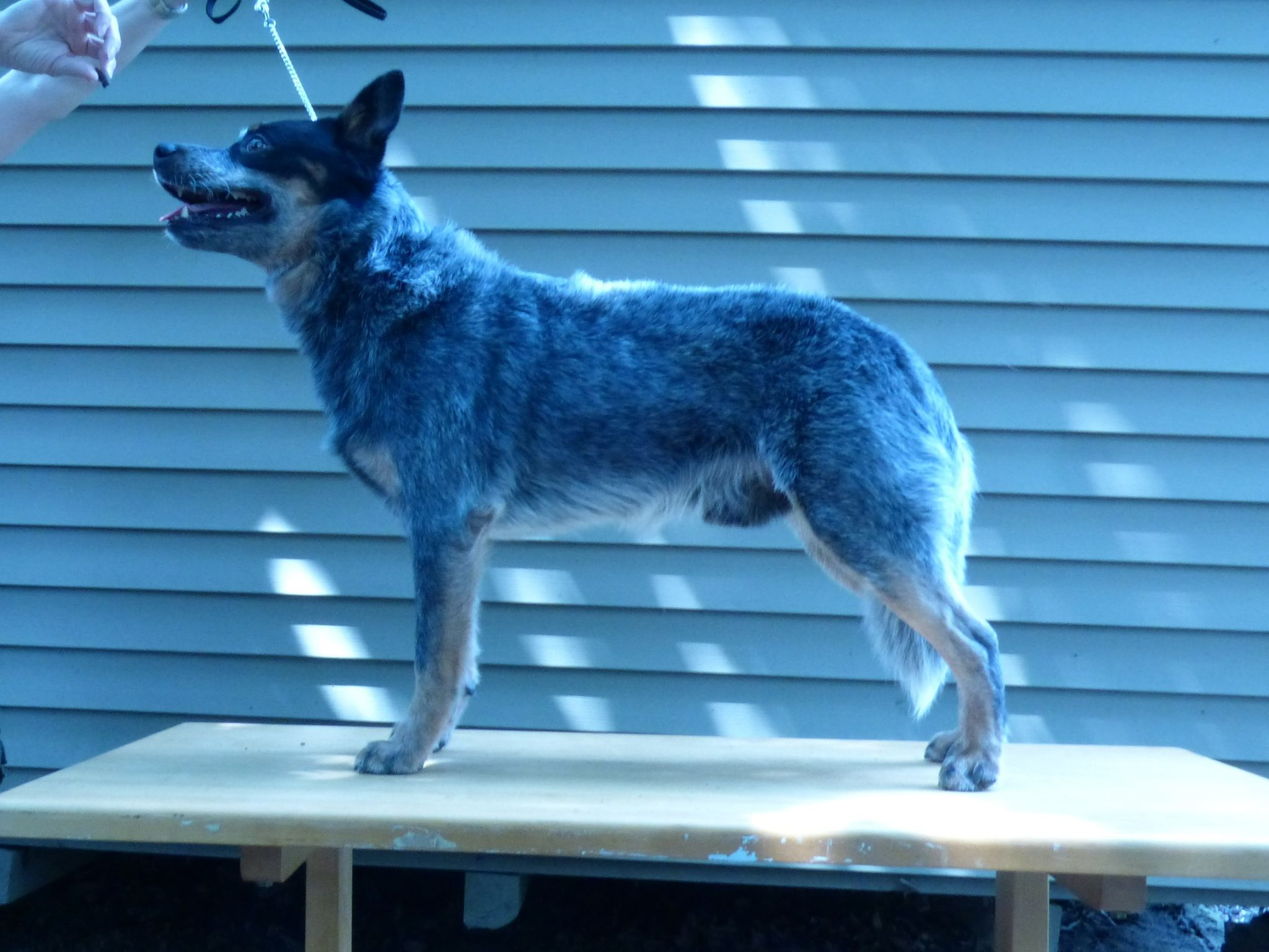 Cordell (AE’s Law of the South) x Fiddle (Clarjos Twisted Golden Fiddle ...