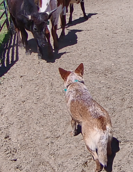 Road Trip Leg 7 – Rick Hardin – Mazikeen – Clarjo Farms