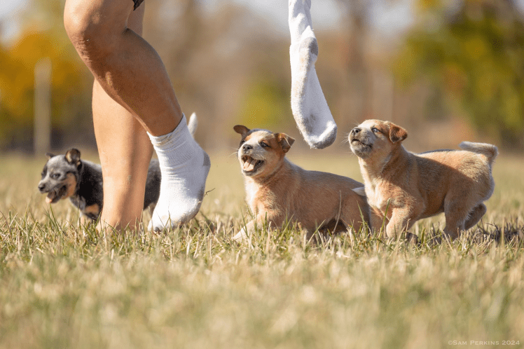 BAER/Health Testing Results – Clarjo Farms